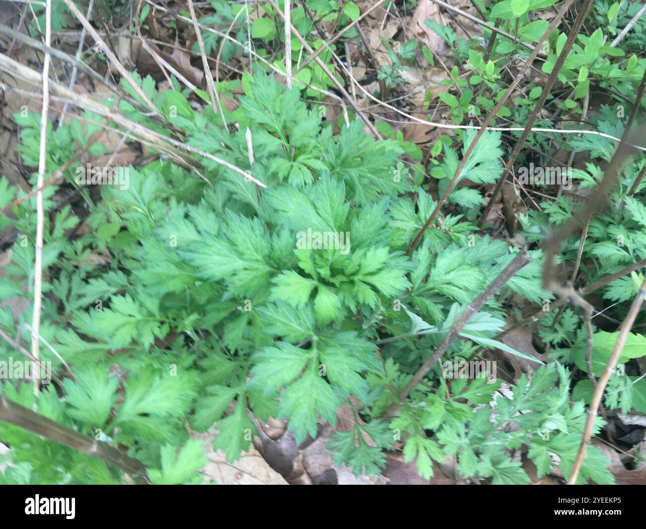 common mugwort (Artemisia vulgaris Stock Photo - Alamy