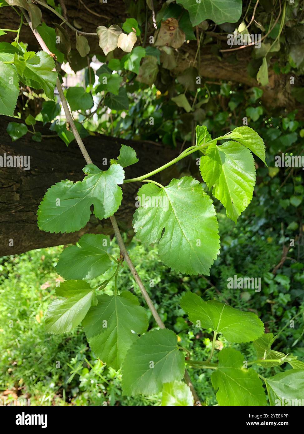white mulberry (Morus alba Stock Photo - Alamy