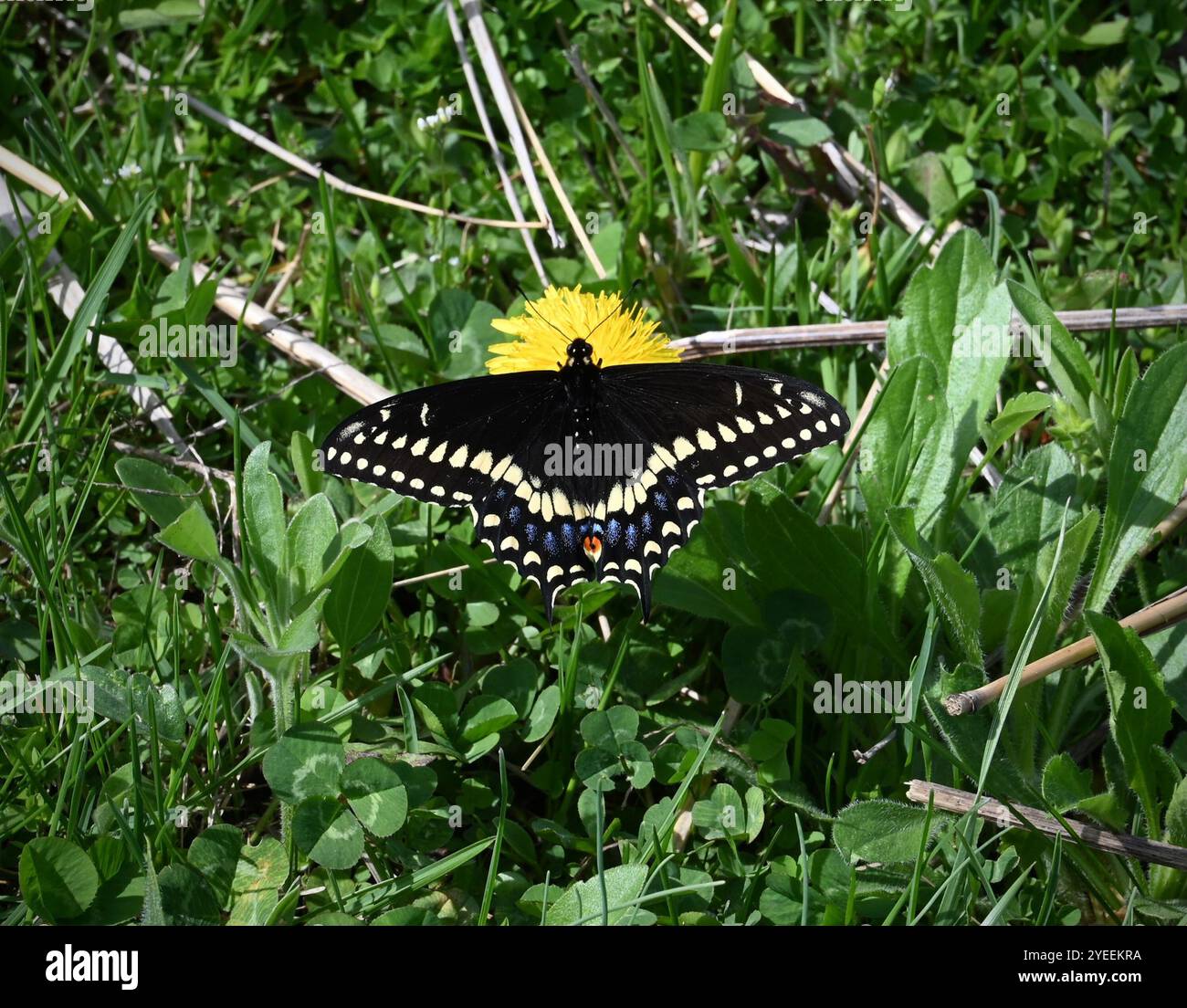 Papilio polyxenes asterius hi-res stock photography and images - Alamy