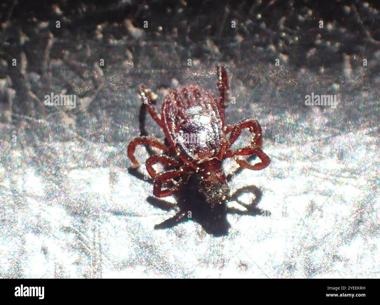 Brown Dog Tick (Rhipicephalus sanguineus Stock Photo - Alamy
