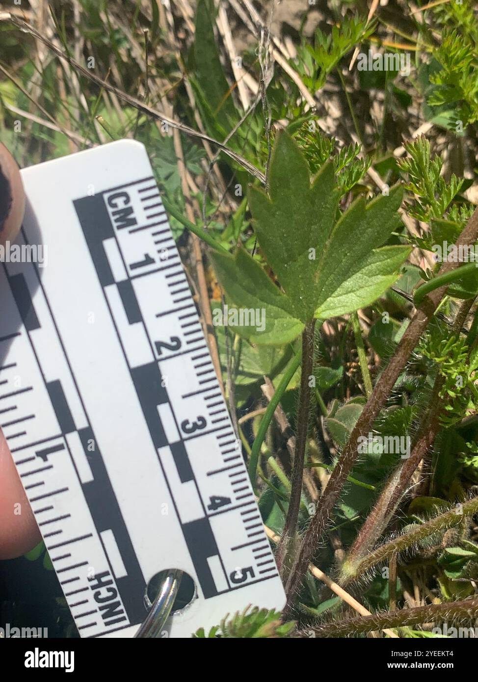 Western Buttercup (Ranunculus occidentalis Stock Photo - Alamy
