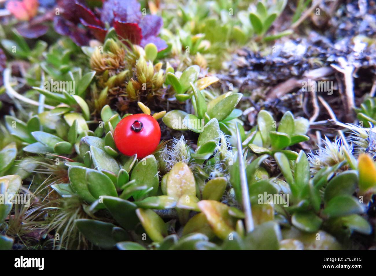 Creeping Coprosma (Coprosma perpusilla Stock Photo - Alamy