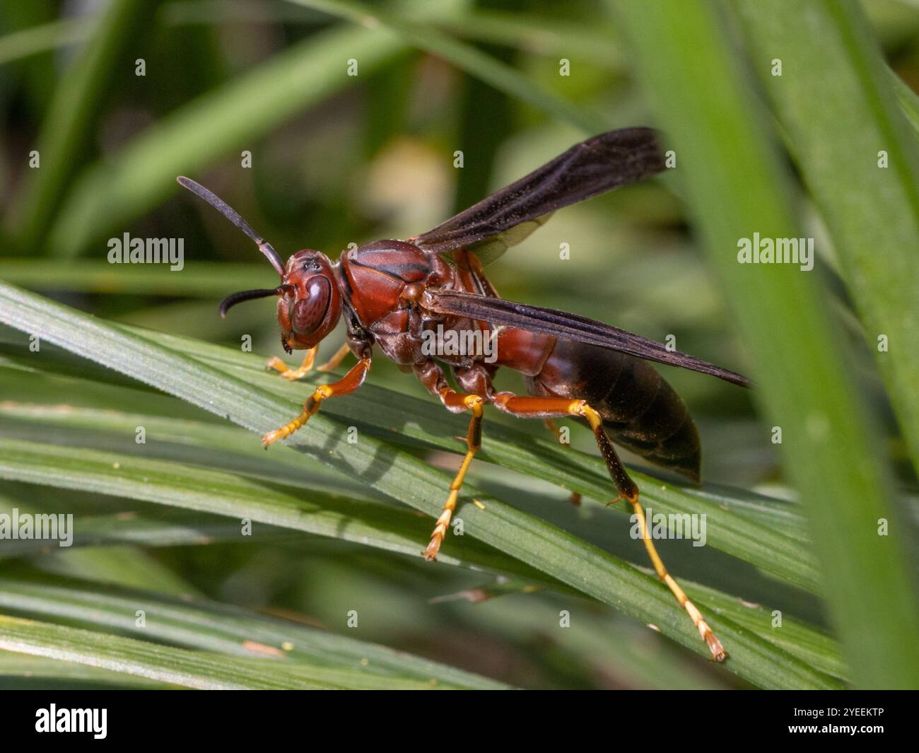 Metric Paper Wasp (Polistes metricus Stock Photo - Alamy