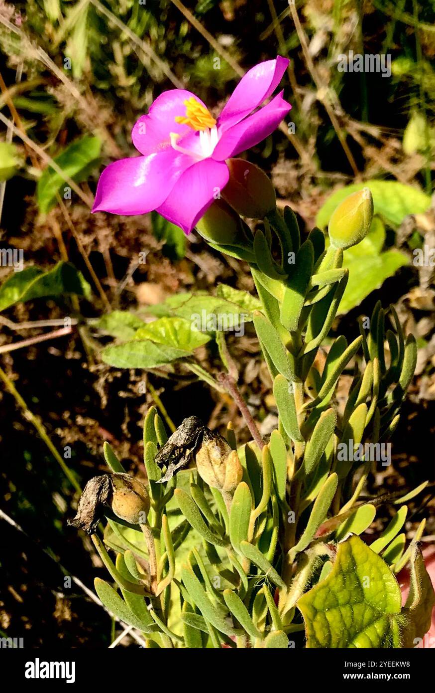 Sea Rose (Orphium frutescens Stock Photo - Alamy