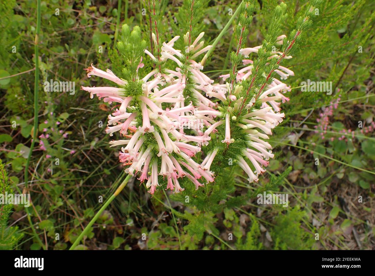Water Heath (Erica curviflora Stock Photo - Alamy