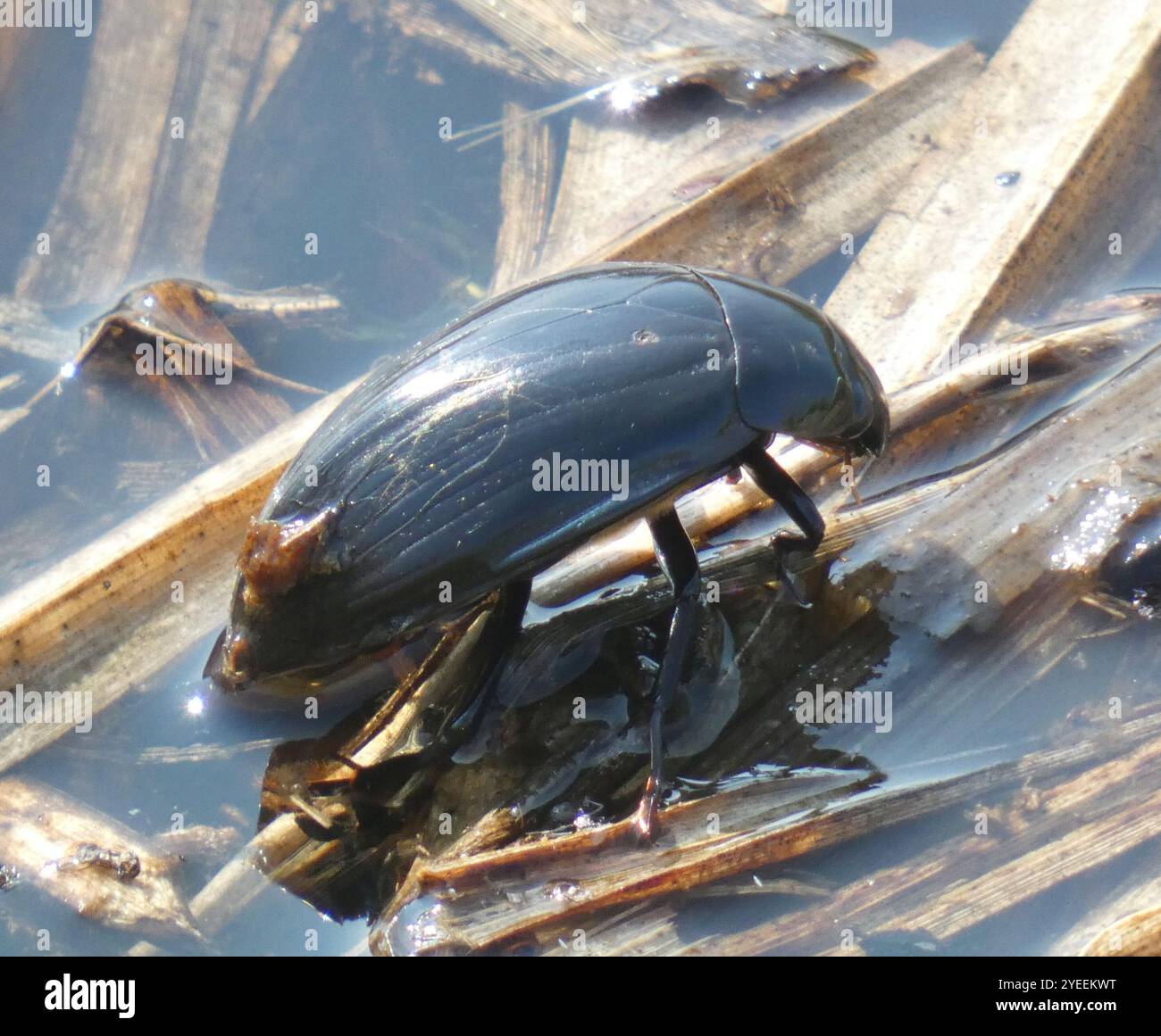 Giant water scavenger beetles hi-res stock photography and images - Alamy