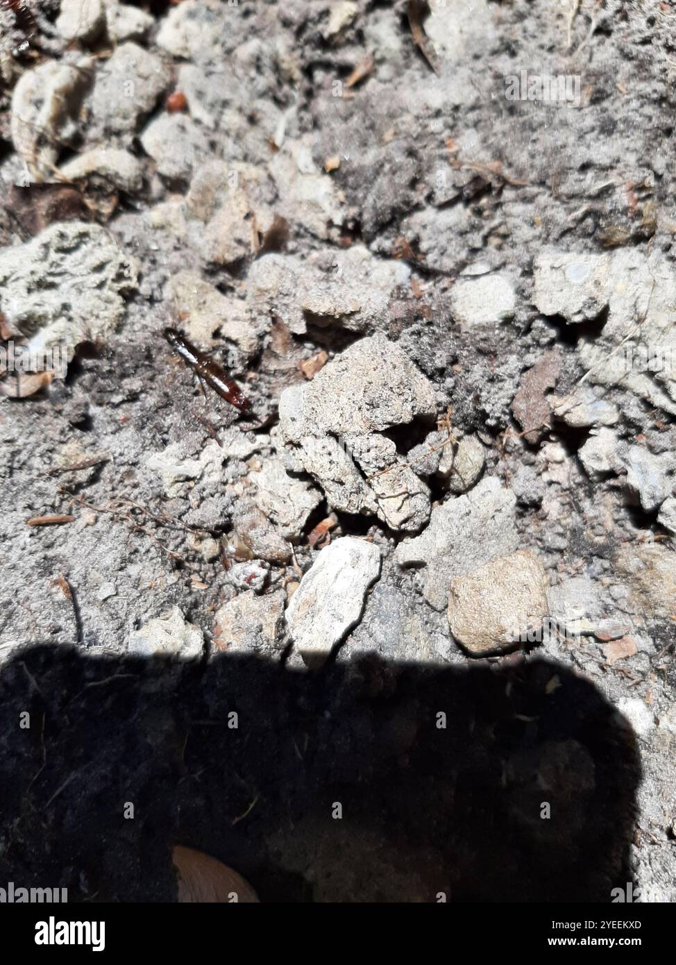 Ring-legged Earwig (Euborellia annulipes Stock Photo - Alamy