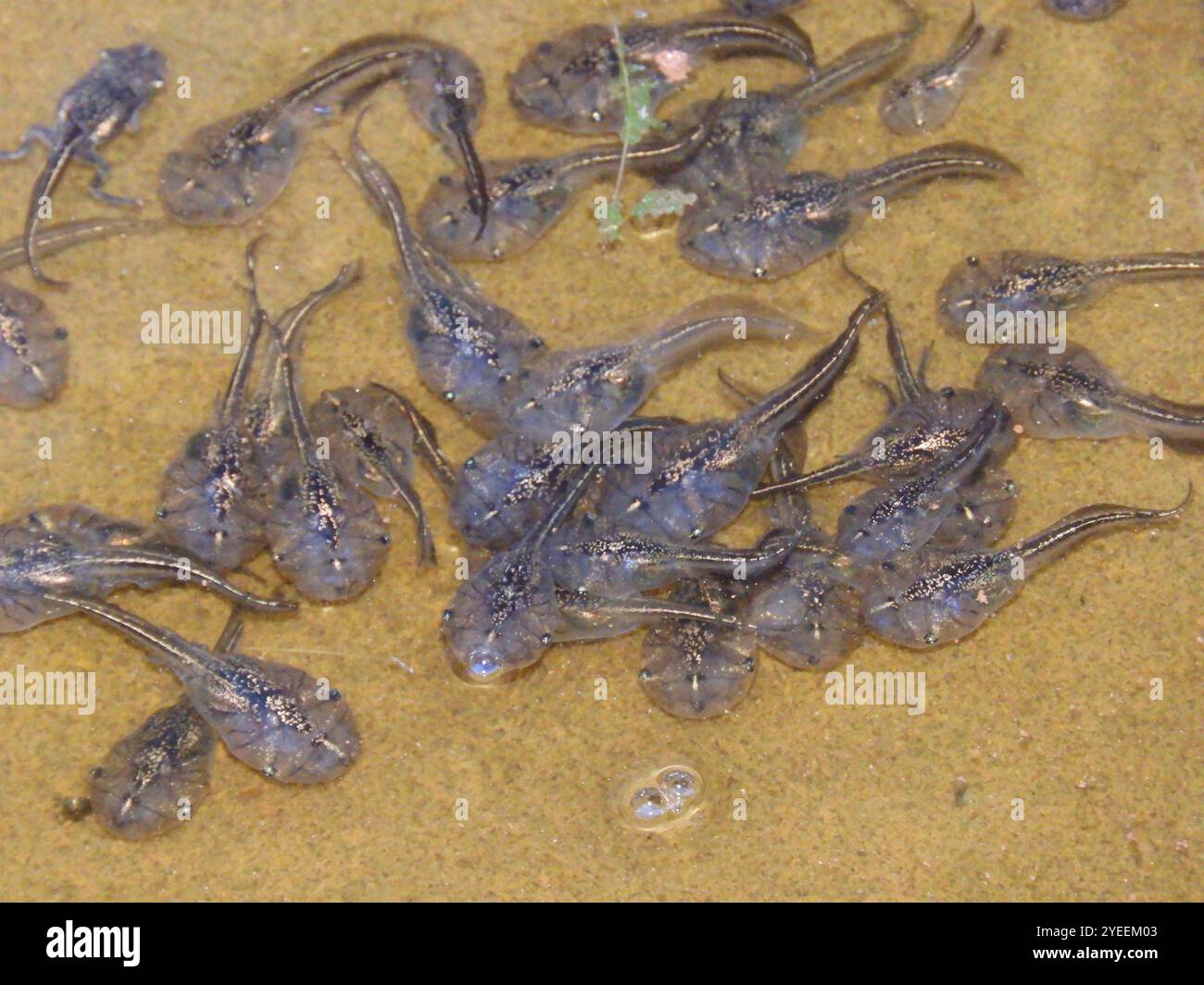 Marbled rubber frog (Phrynomantis annectens Stock Photo - Alamy