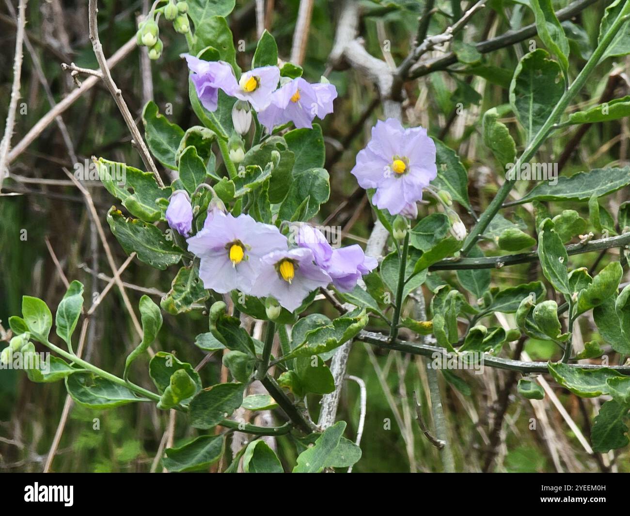bluewitch nightshade (Solanum umbelliferum Stock Photo - Alamy