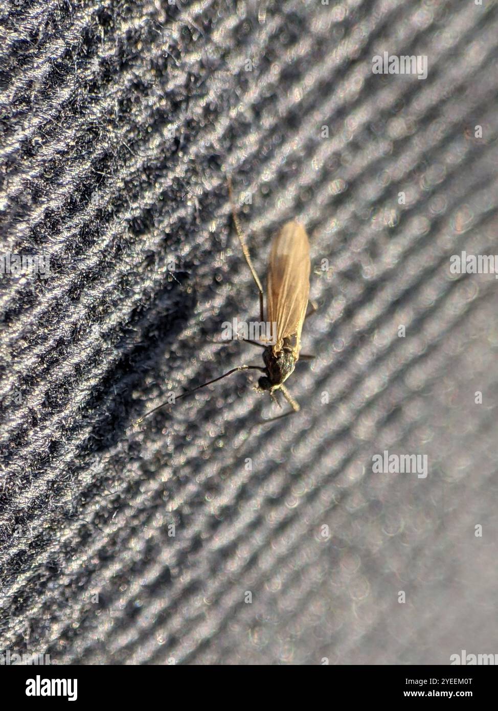 Non-biting Midges (Chironomidae Stock Photo - Alamy
