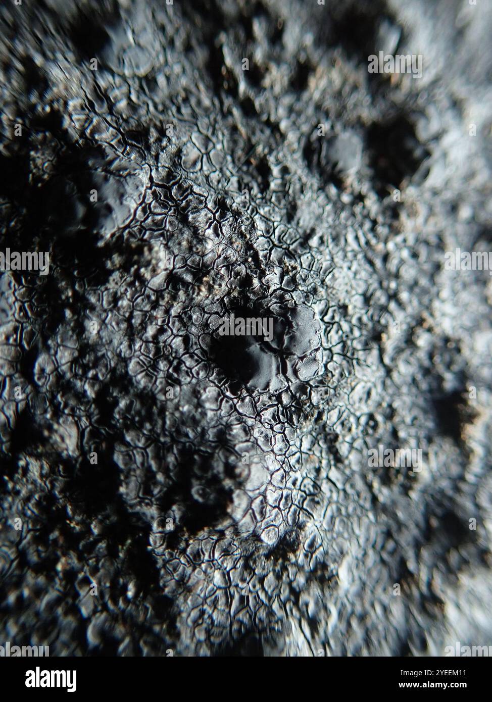 Lecidea fuscoatra hi-res stock photography and images - Alamy