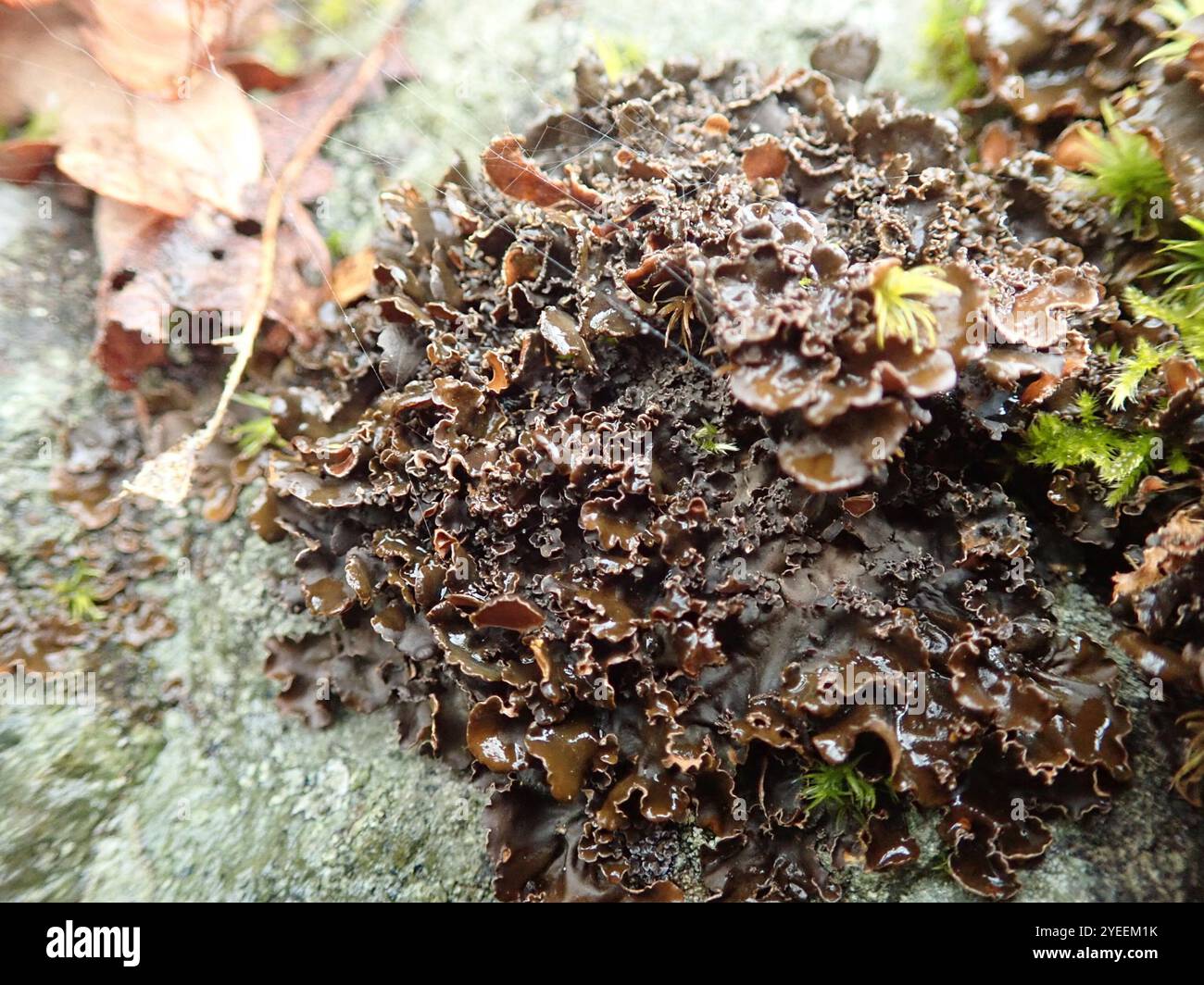 Mustard Kidney Lichen (Nephroma laevigatum Stock Photo - Alamy