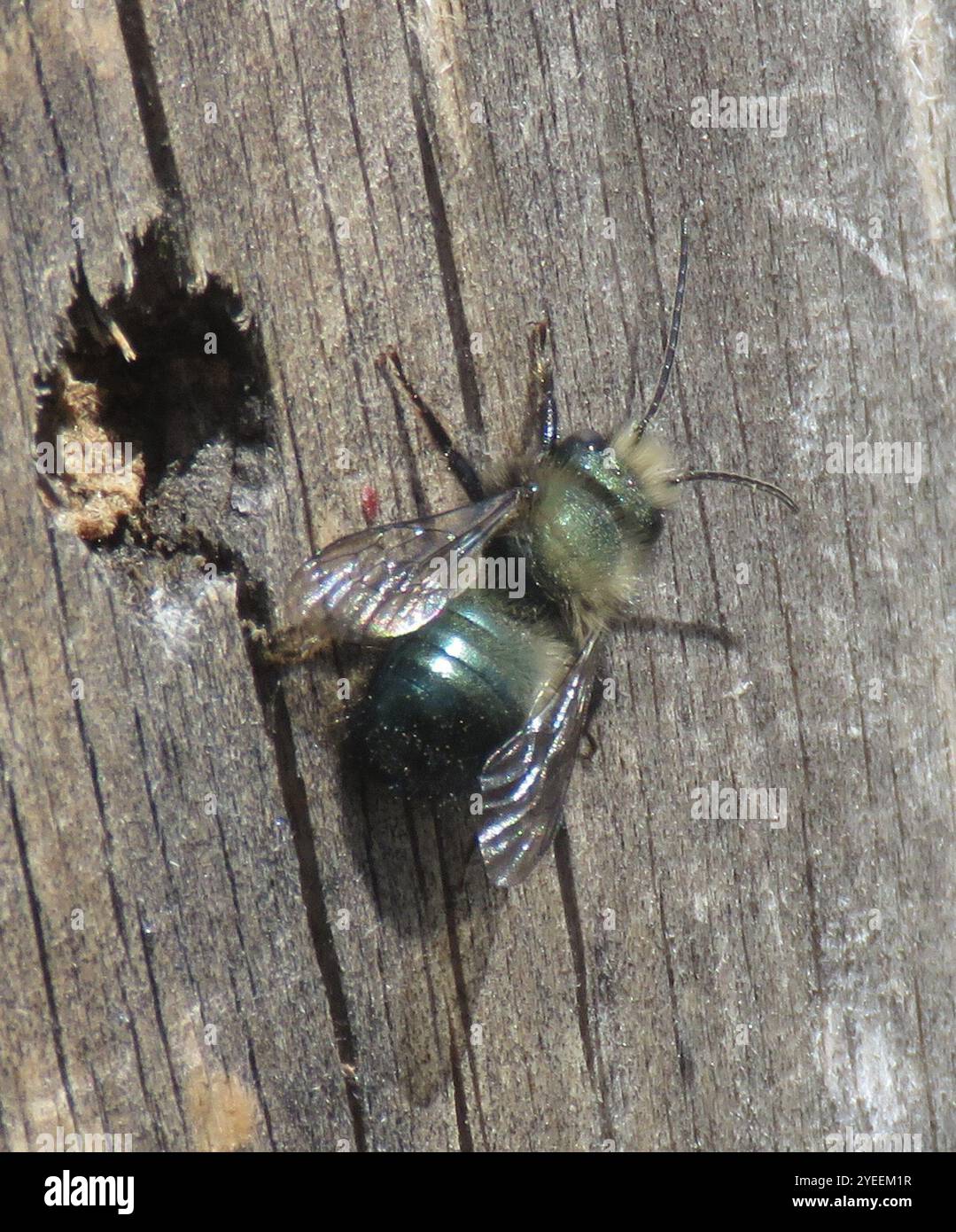 Western Blue Orchard Bee (Osmia lignaria propinqua Stock Photo - Alamy