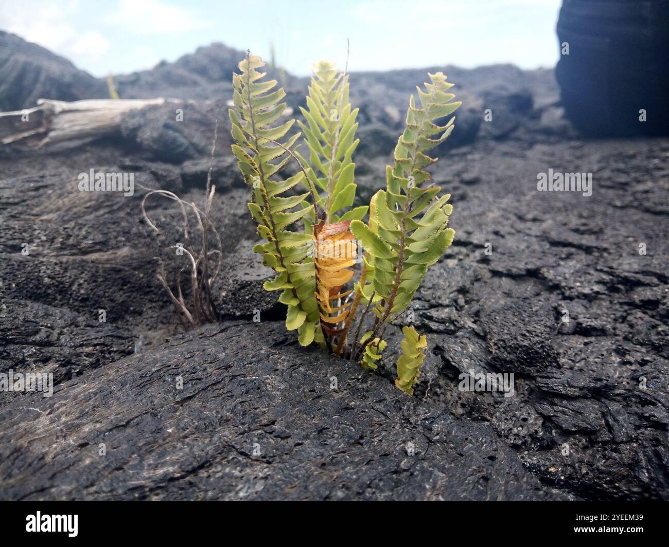 Fishbone Fern (Nephrolepis cordifolia Stock Photo - Alamy