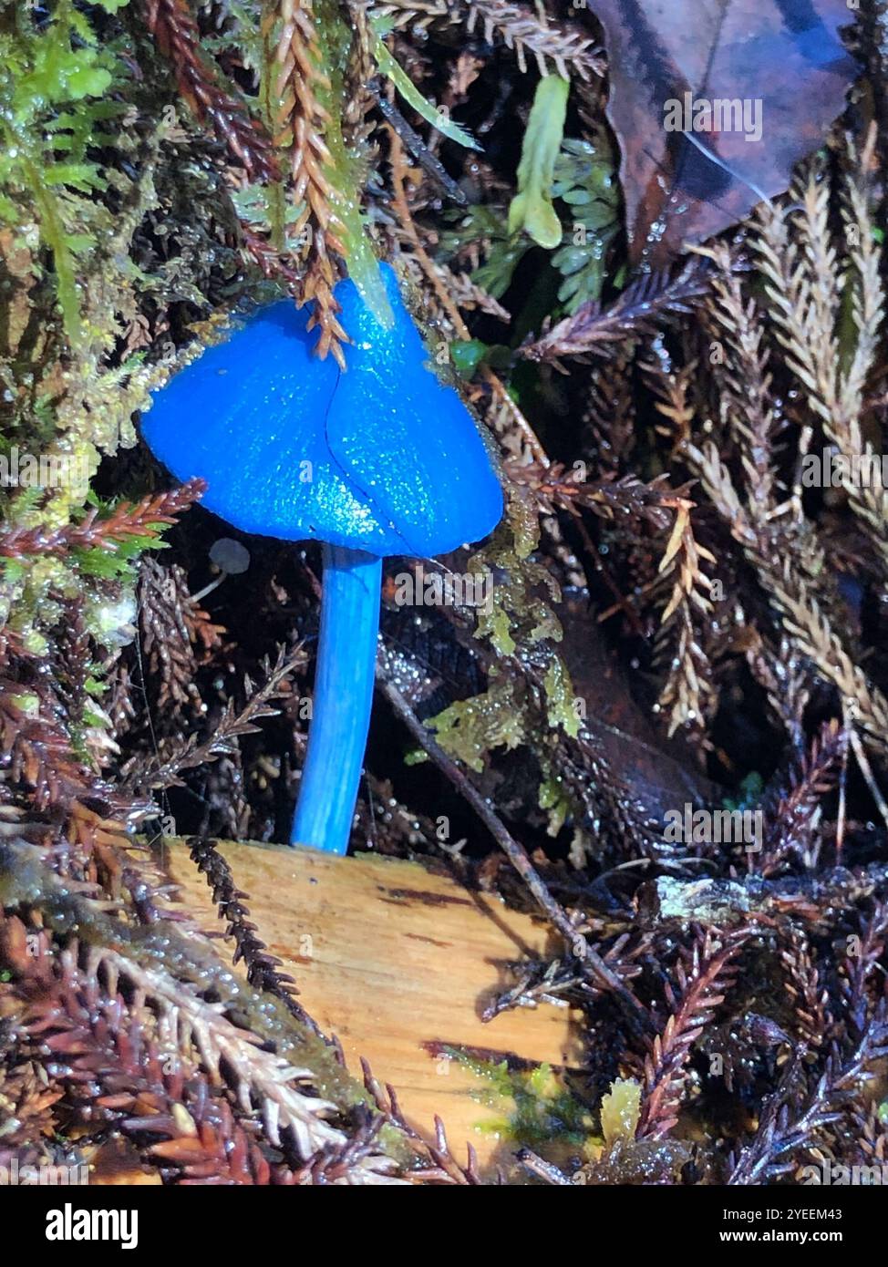 blue pinkgill (Entoloma hochstetteri Stock Photo - Alamy