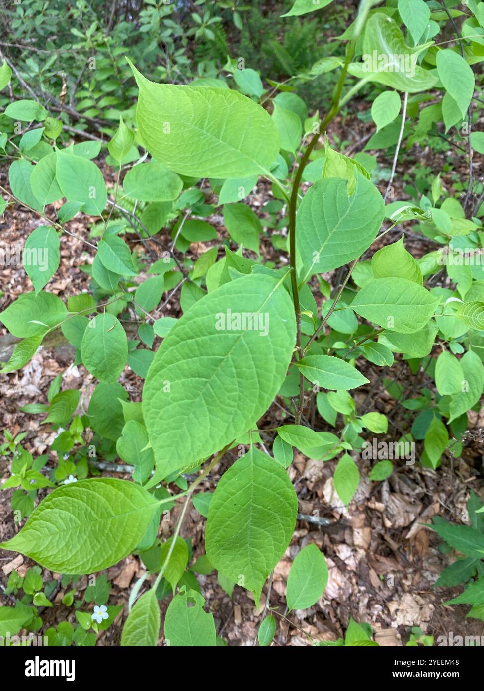mountain silverbell (Halesia tetraptera Stock Photo - Alamy