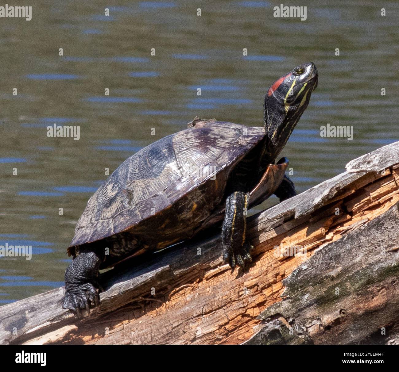 Red-eared Slider (Trachemys scripta elegans Stock Photo - Alamy