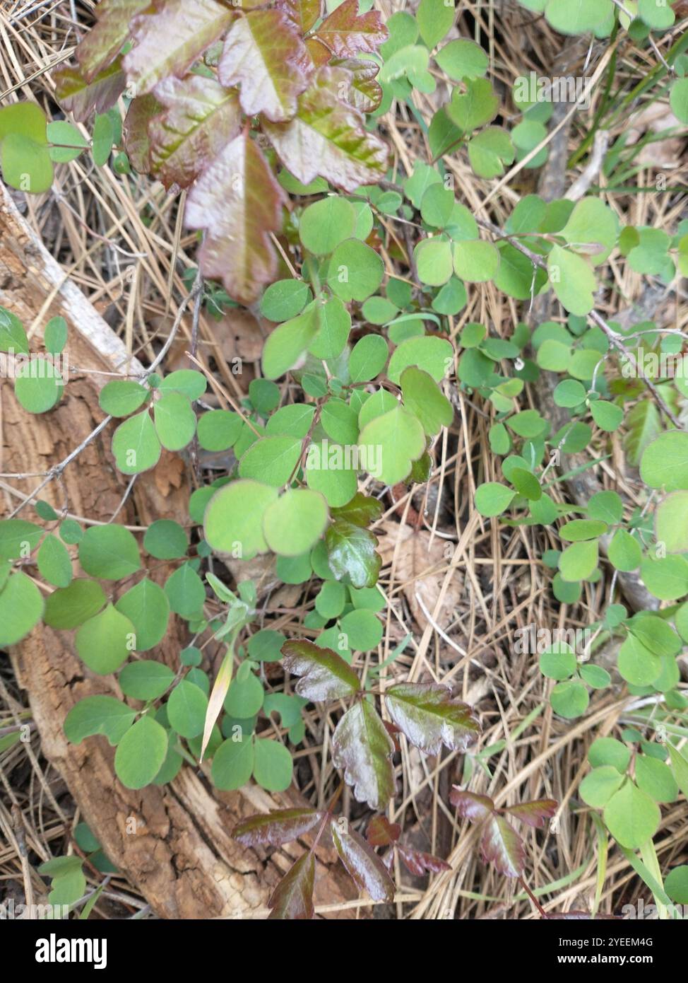 creeping snowberry (Symphoricarpos mollis Stock Photo - Alamy