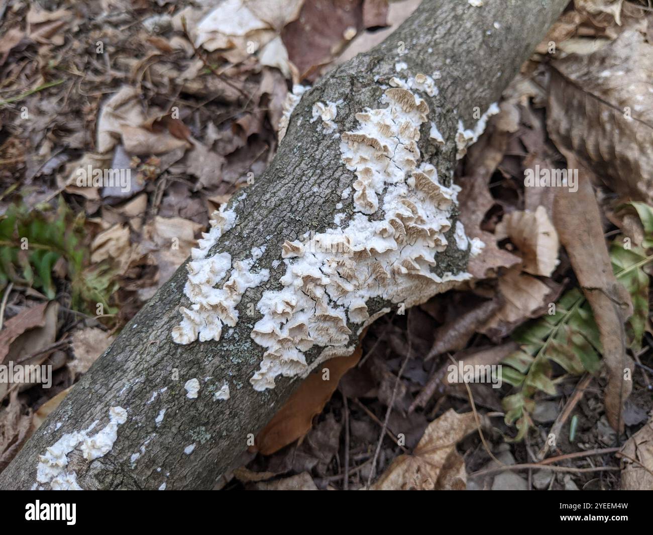 Milk-white Toothed Polypore (Irpex lacteus Stock Photo - Alamy