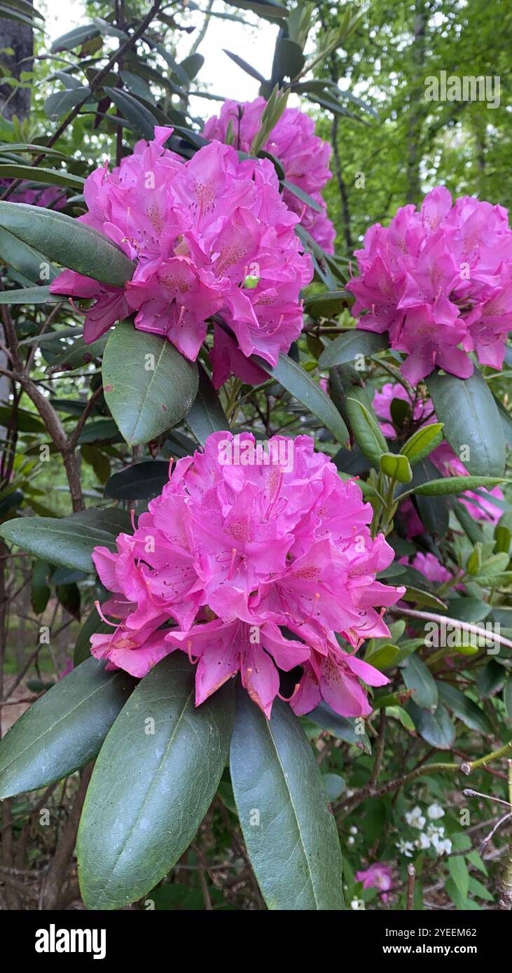 rhododendrons and azaleas (Rhododendron Stock Photo - Alamy