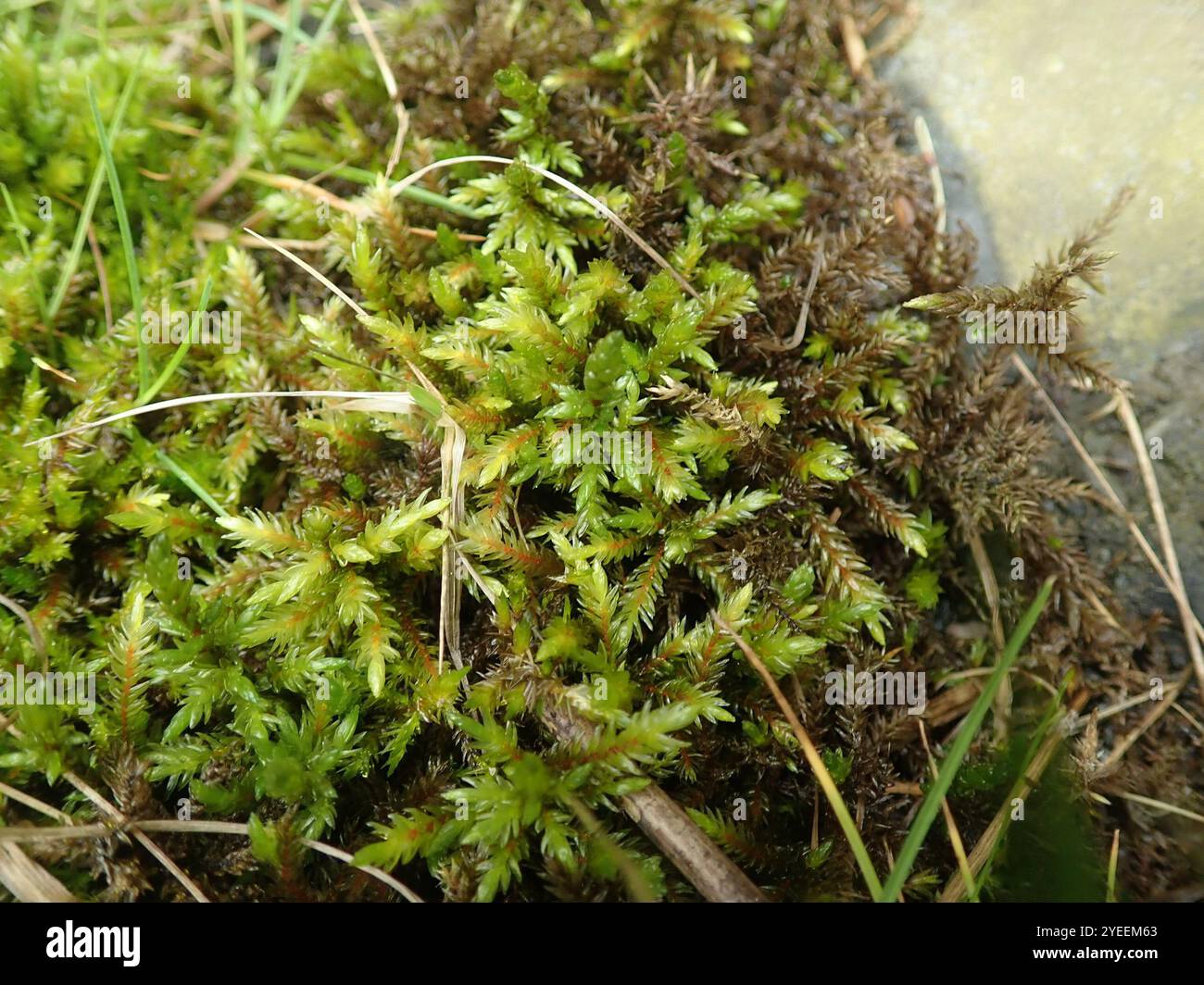 Tree Climacium Moss (Climacium dendroides Stock Photo - Alamy