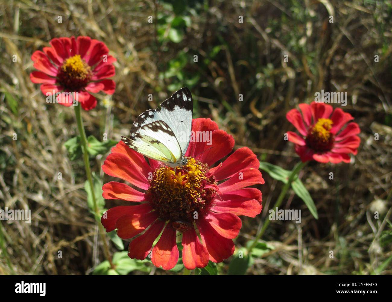 African Common White (Belenois creona severina Stock Photo - Alamy