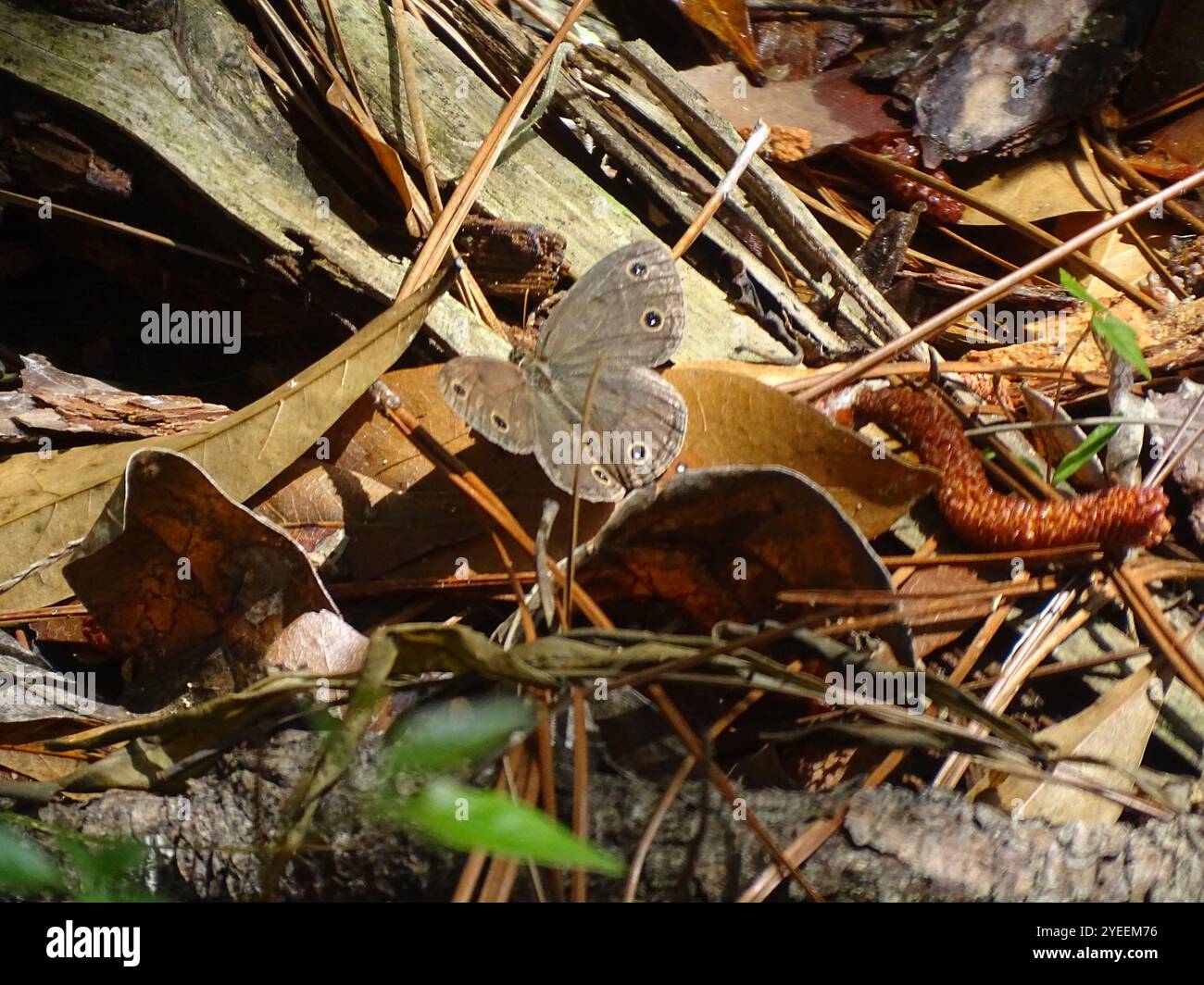 Little Wood Satyr (Megisto cymela Stock Photo - Alamy