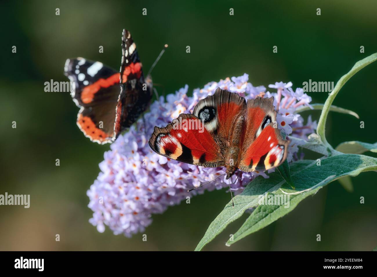 Two monarch butterflies on a flower in summer. monarch butterfly ...