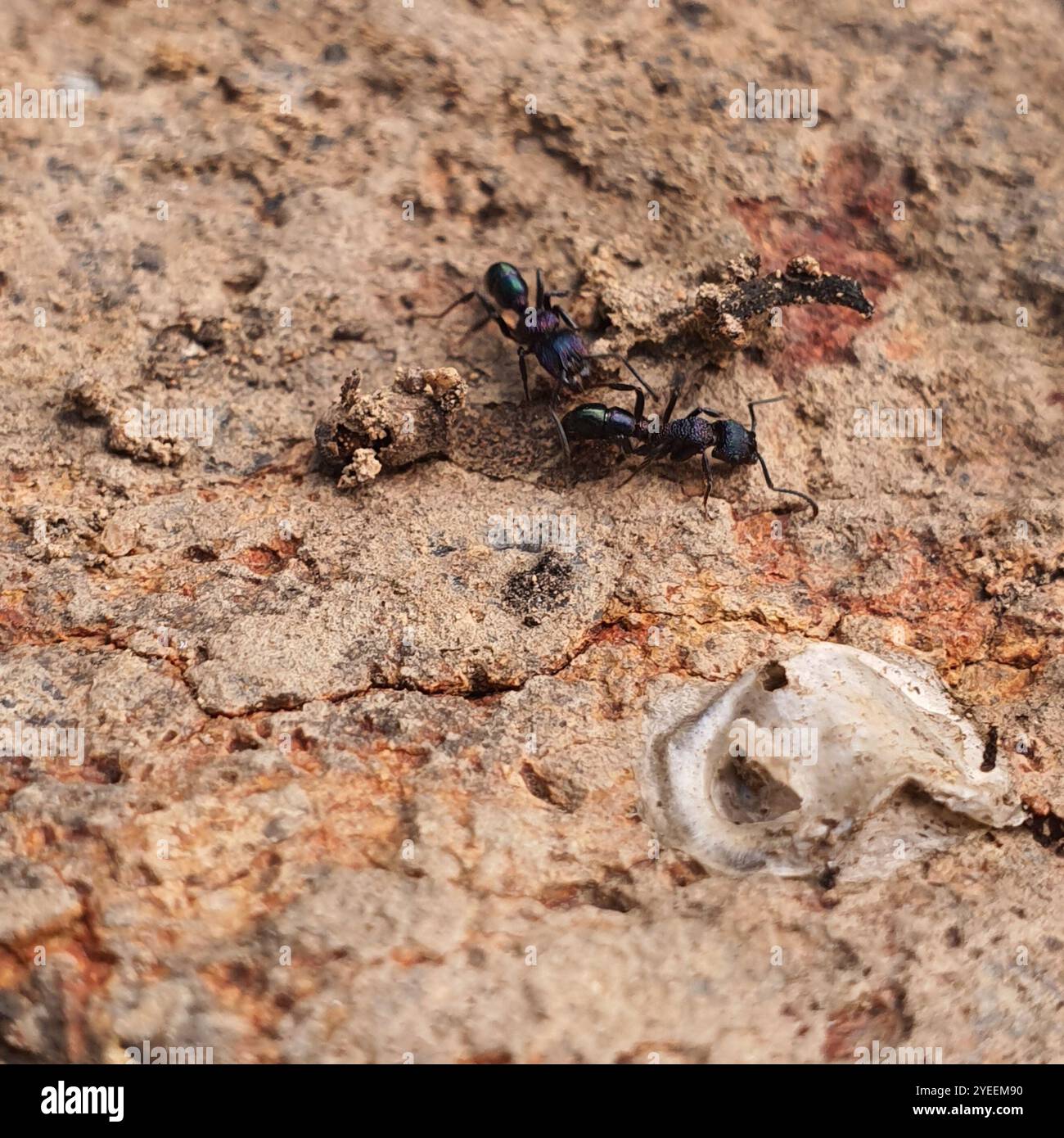 Green-head Ant (Rhytidoponera metallica Stock Photo - Alamy