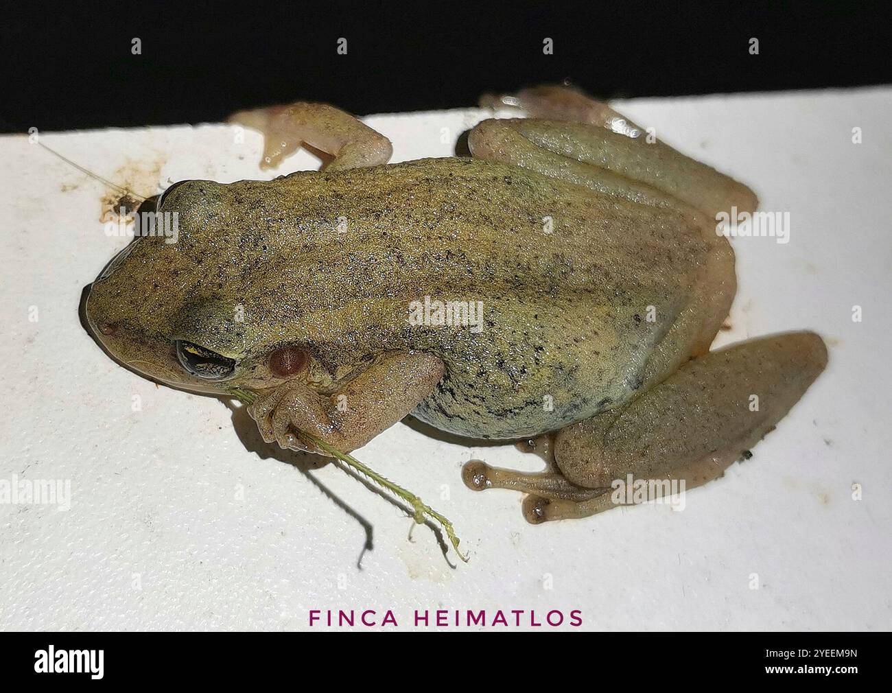 Red Snouted Tree Frog (Scinax ruber Stock Photo - Alamy