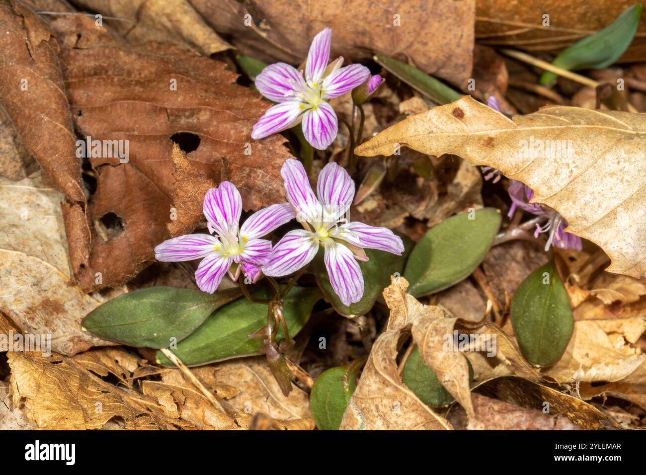 Carolina Springbeauty (Claytonia caroliniana Stock Photo - Alamy
