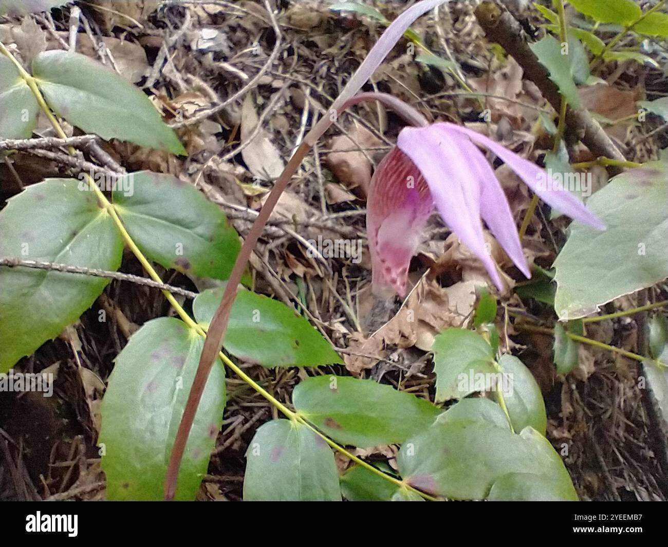 Western Fairy-slipper (Calypso bulbosa occidentalis Stock Photo - Alamy