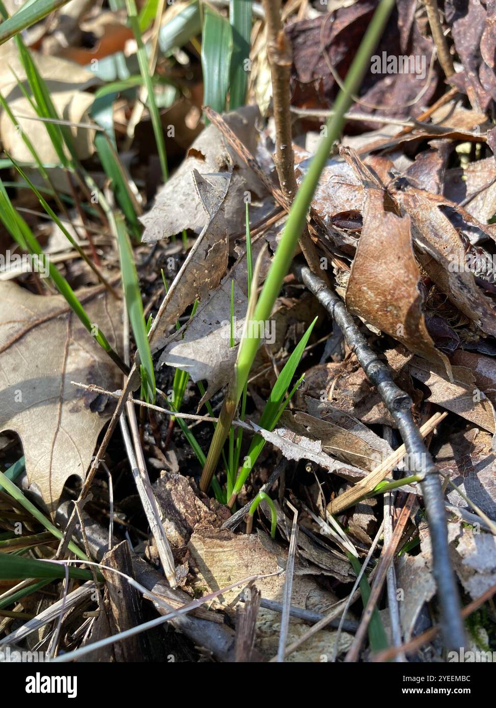White-grained Mountain-ricegrass (Oryzopsis asperifolia Stock Photo - Alamy