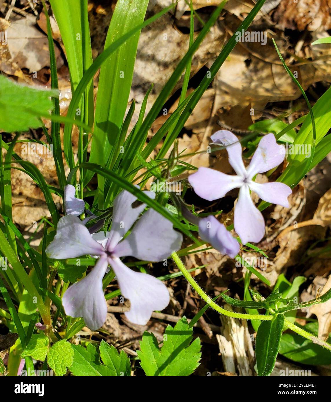 blue phlox (Phlox divaricata Stock Photo - Alamy