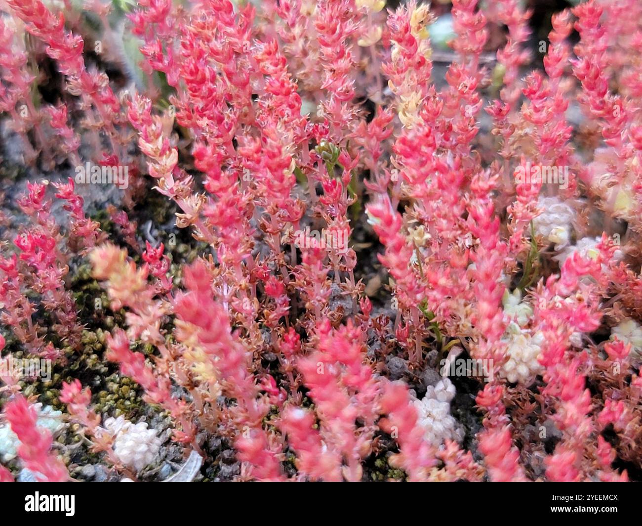 sand pygmyweed (Crassula connata Stock Photo - Alamy