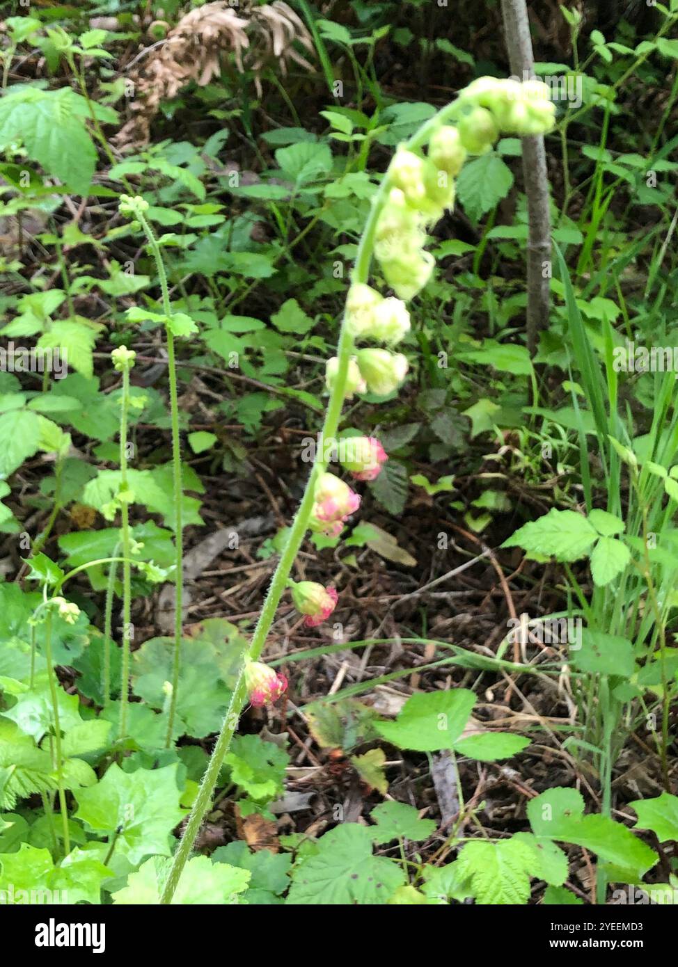 fringe cups (Tellima grandiflora Stock Photo - Alamy