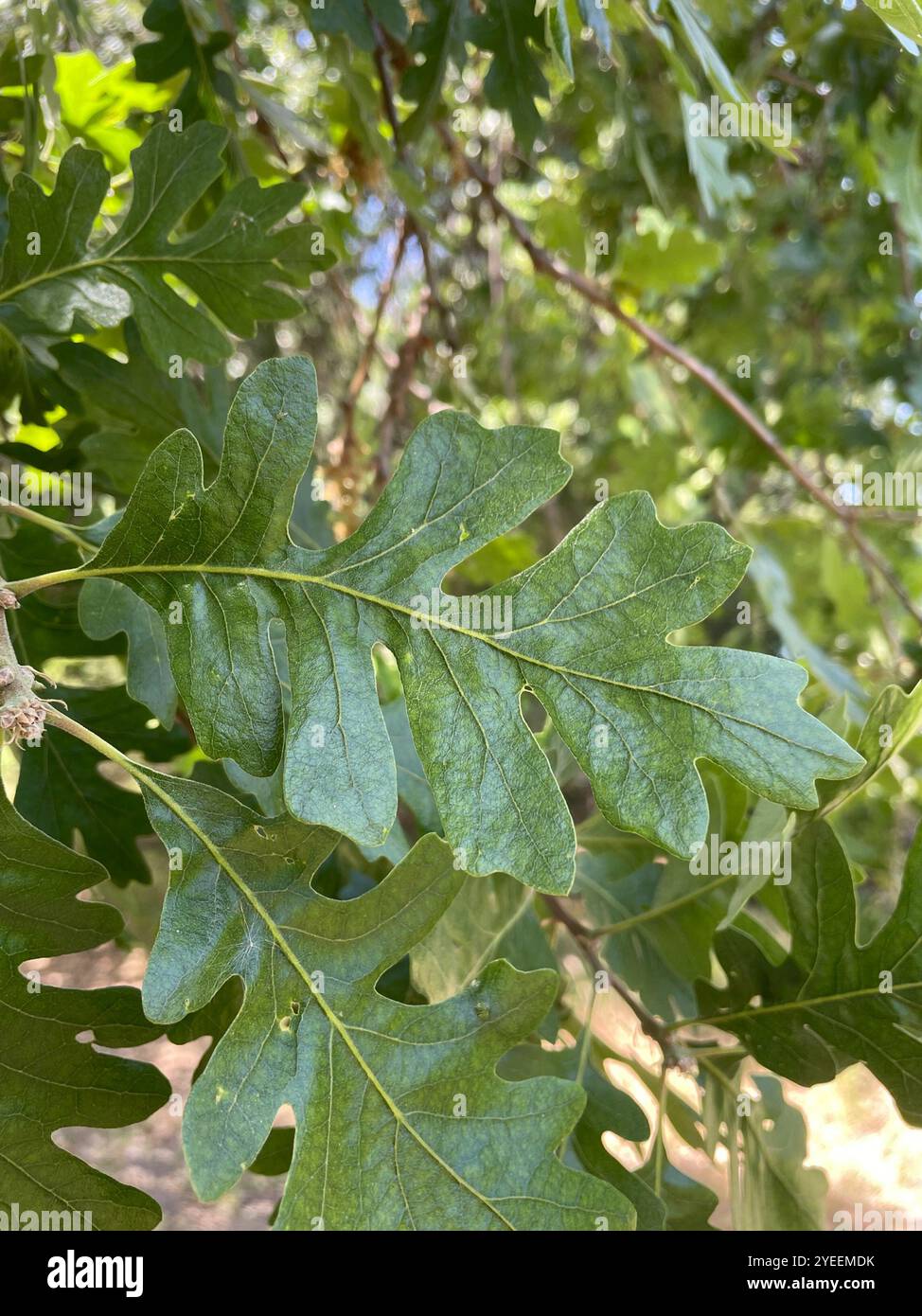 valley oak (Quercus lobata Stock Photo - Alamy