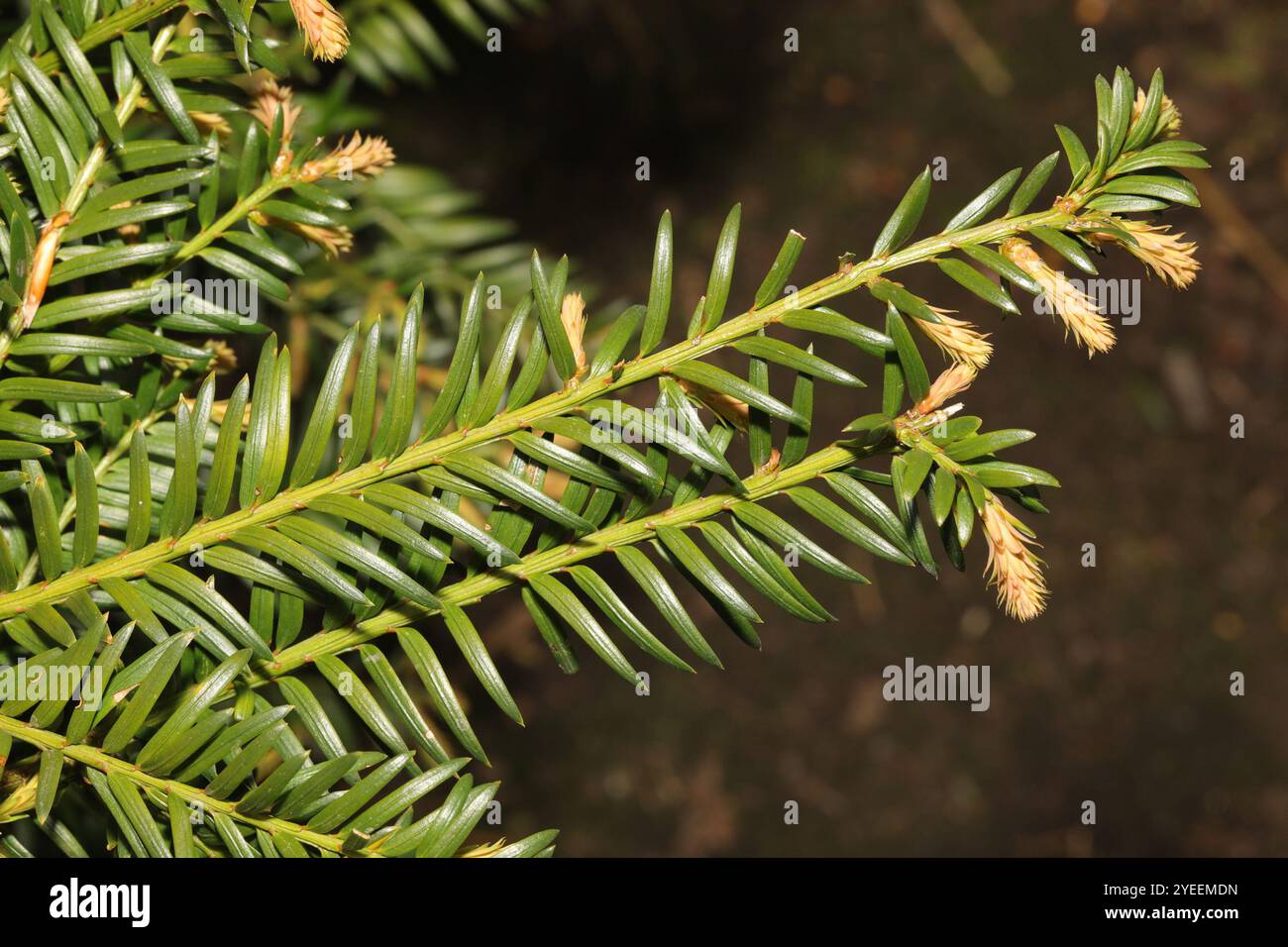 common yew (Taxus baccata Stock Photo - Alamy