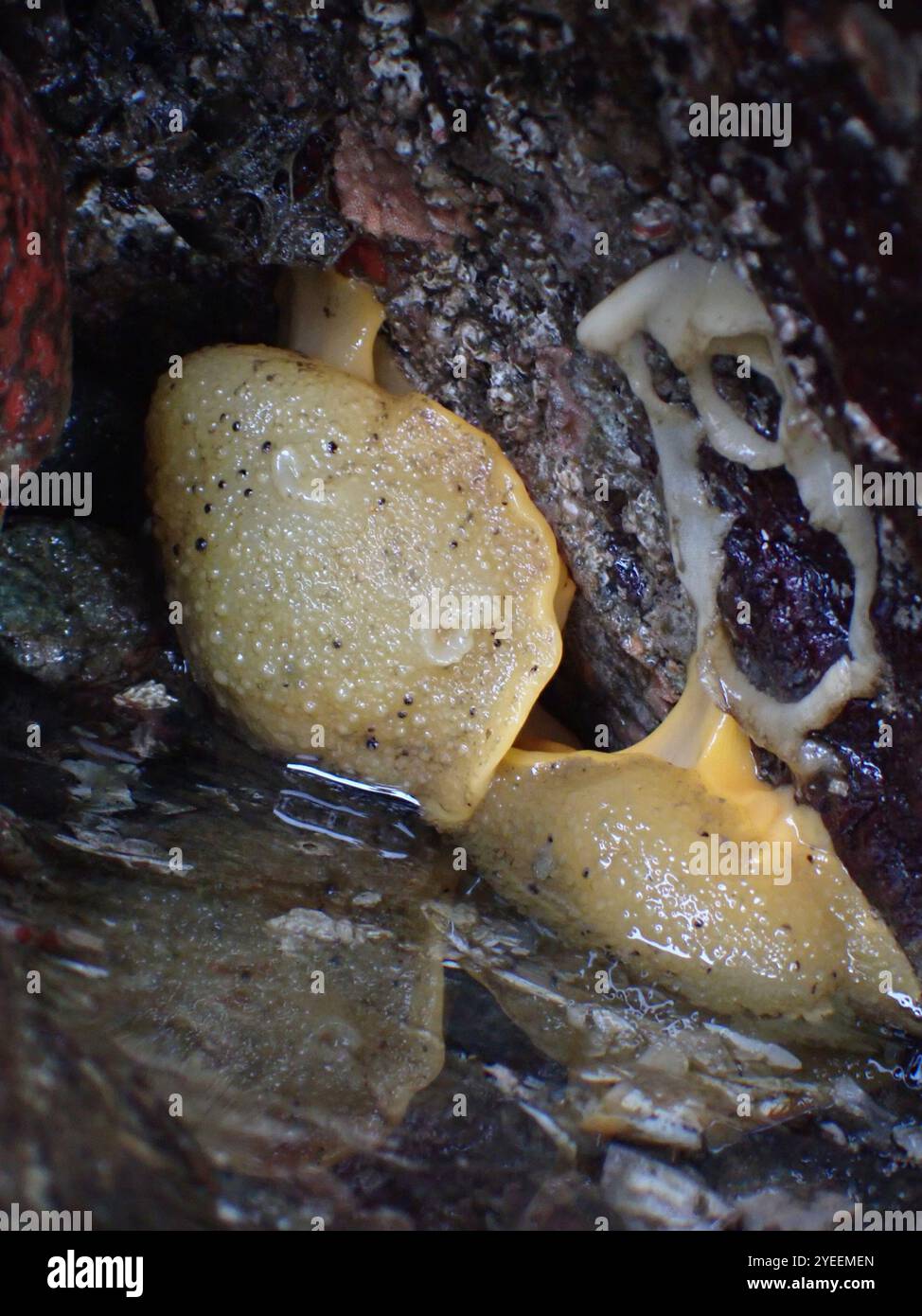 Doris montereyensis hi-res stock photography and images - Alamy