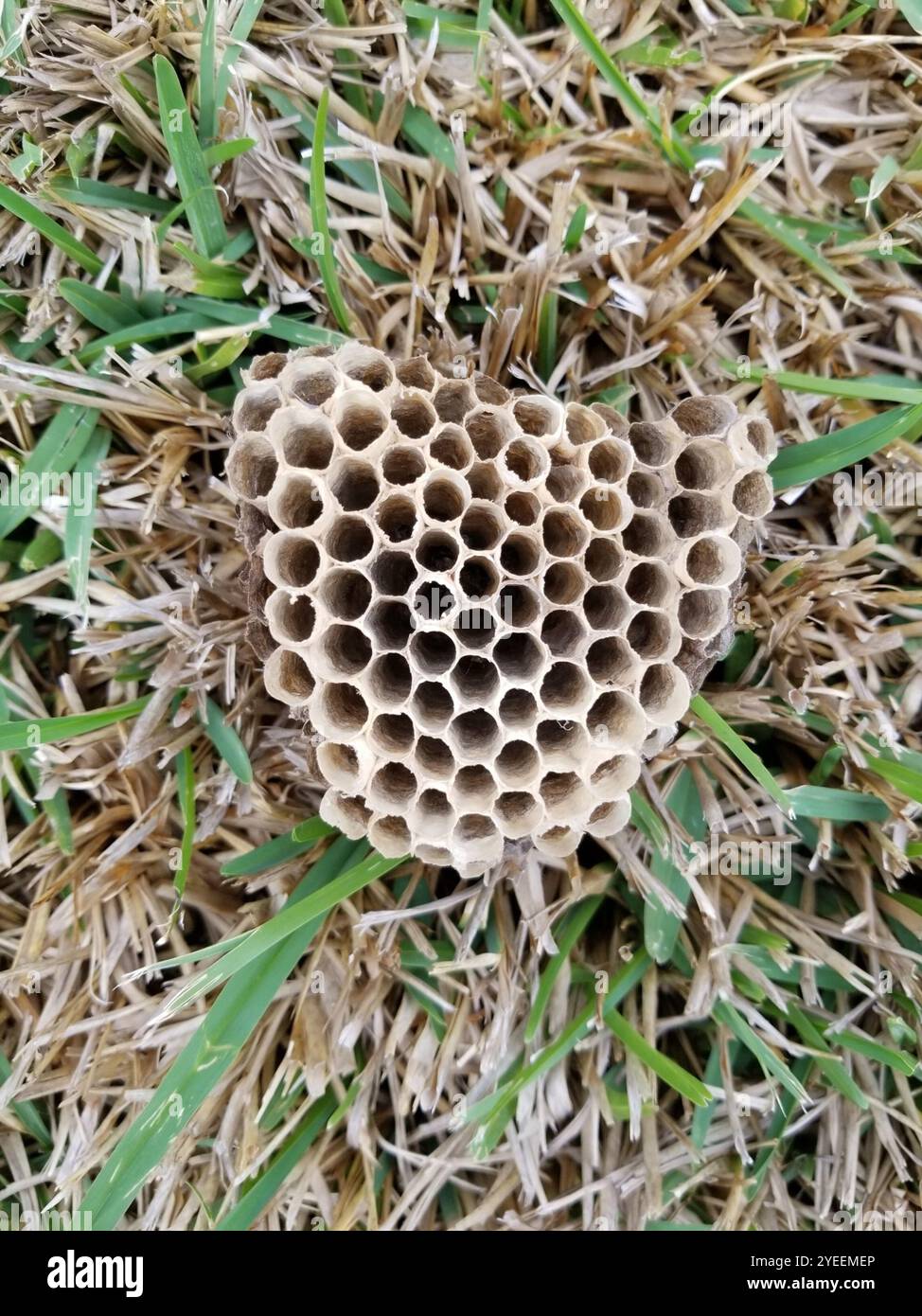 Hornets, Paper Wasps, Potter Wasps, and Allies (Vespidae Stock Photo ...