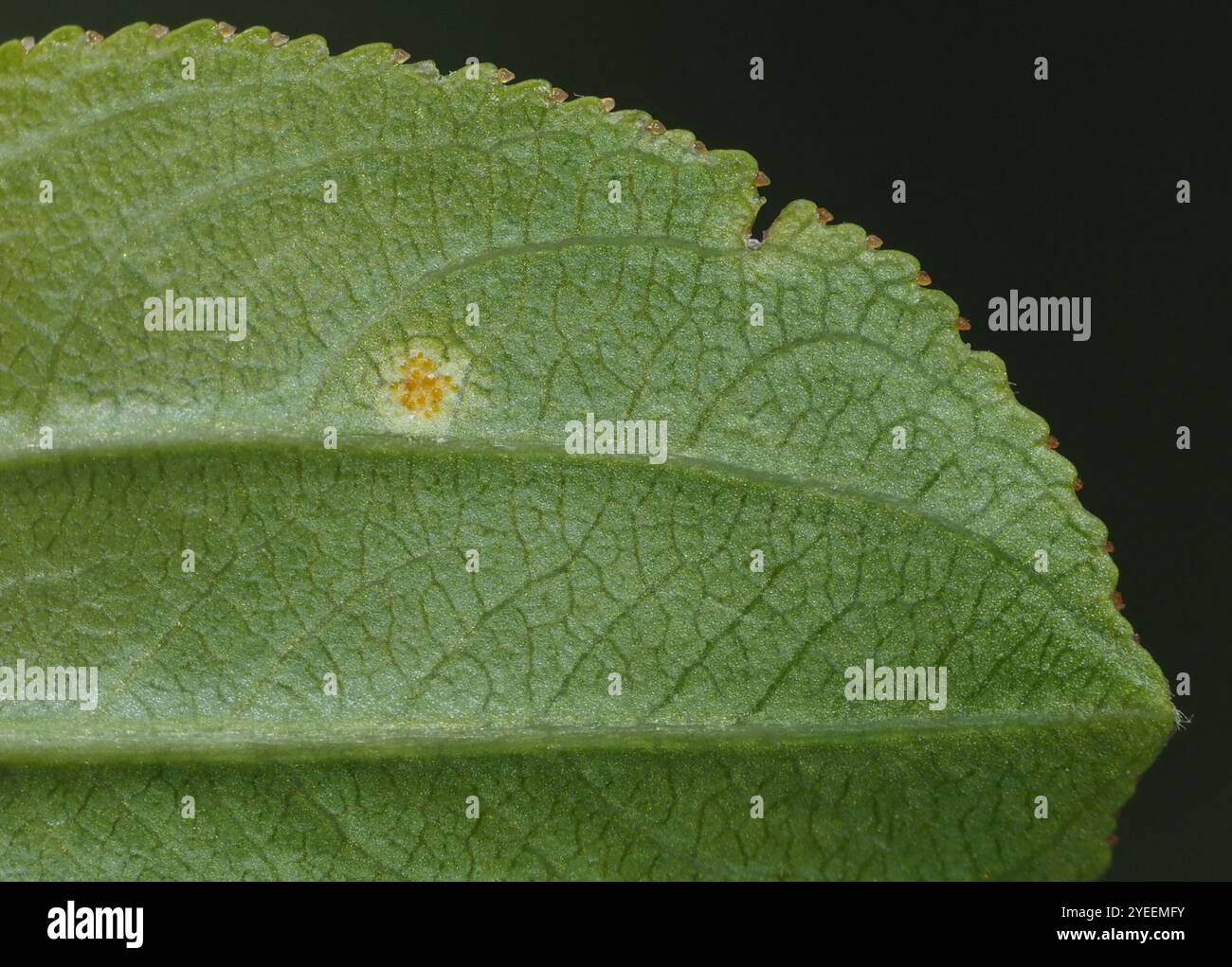 Crown Rust (Puccinia coronata Stock Photo - Alamy