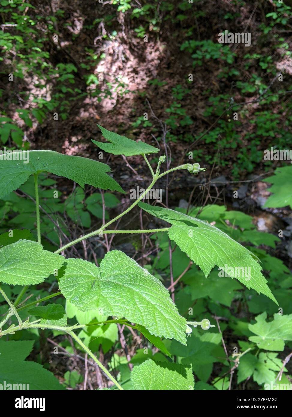 thimbleberry (Rubus parviflorus Stock Photo - Alamy