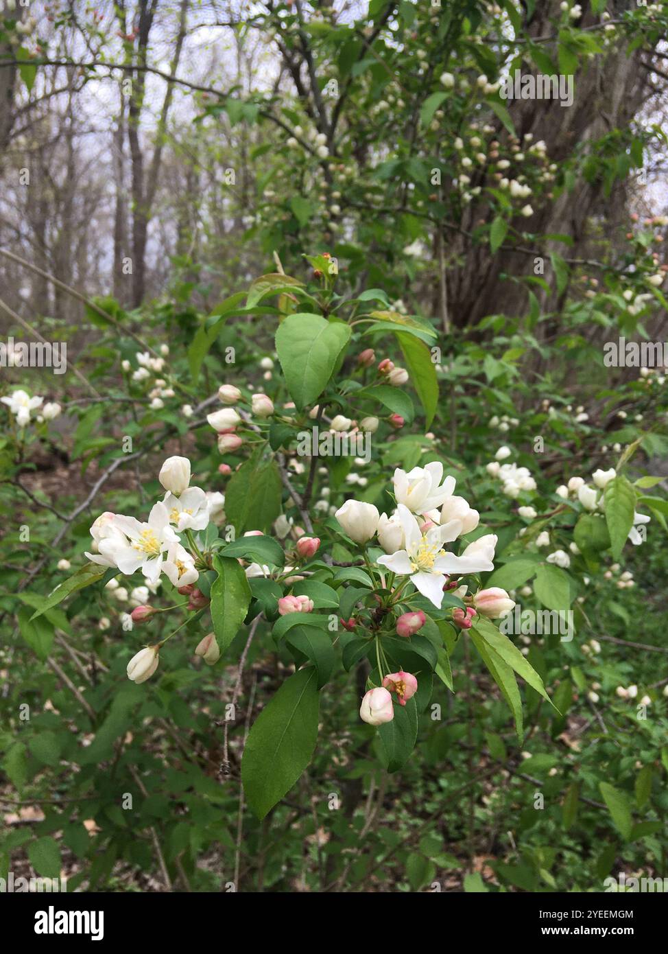 Hupeh Crabapple (Malus hupehensis Stock Photo - Alamy