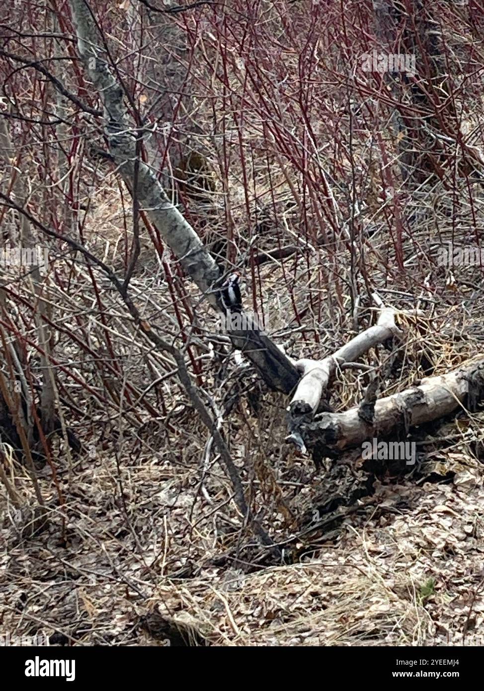 Dryobates Woodpeckers (Dryobates Stock Photo - Alamy