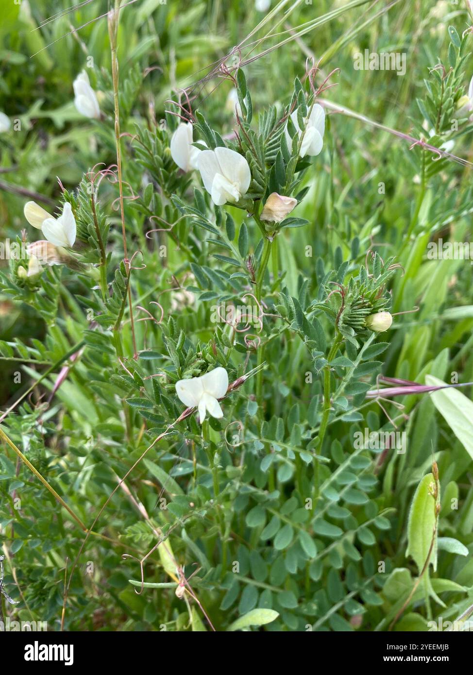 Yellow Vetch (Vicia lutea Stock Photo - Alamy