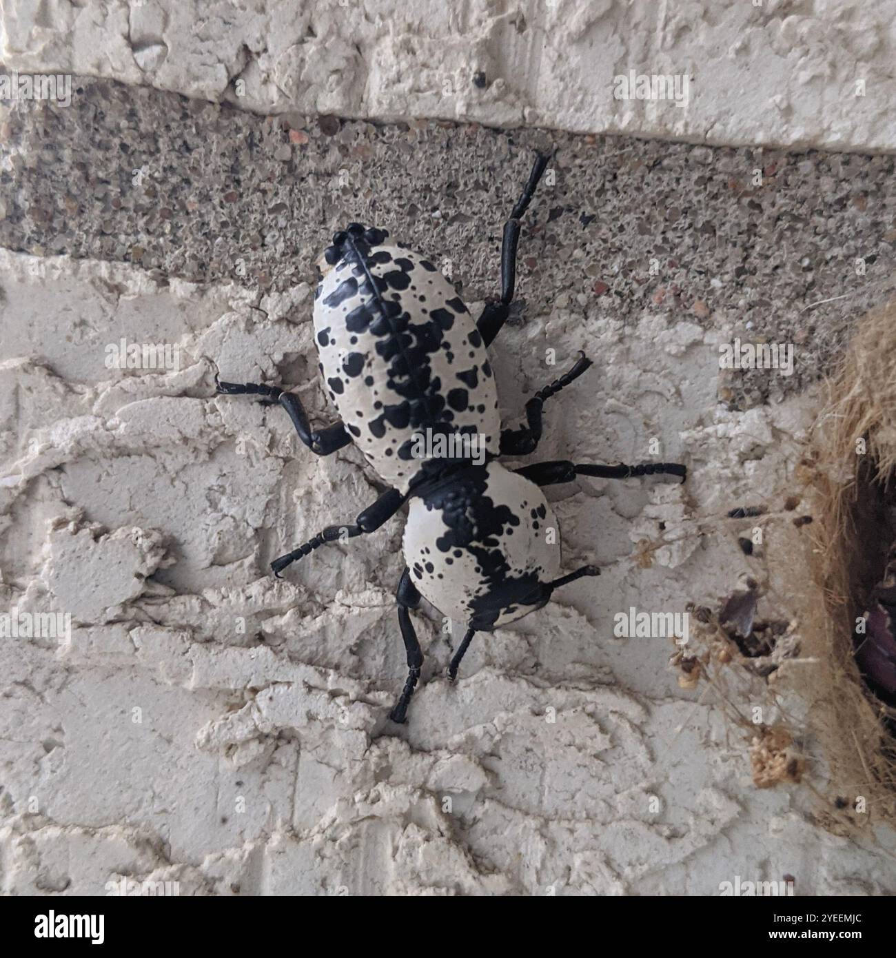 Ironclad beetle hi-res stock photography and images - Alamy