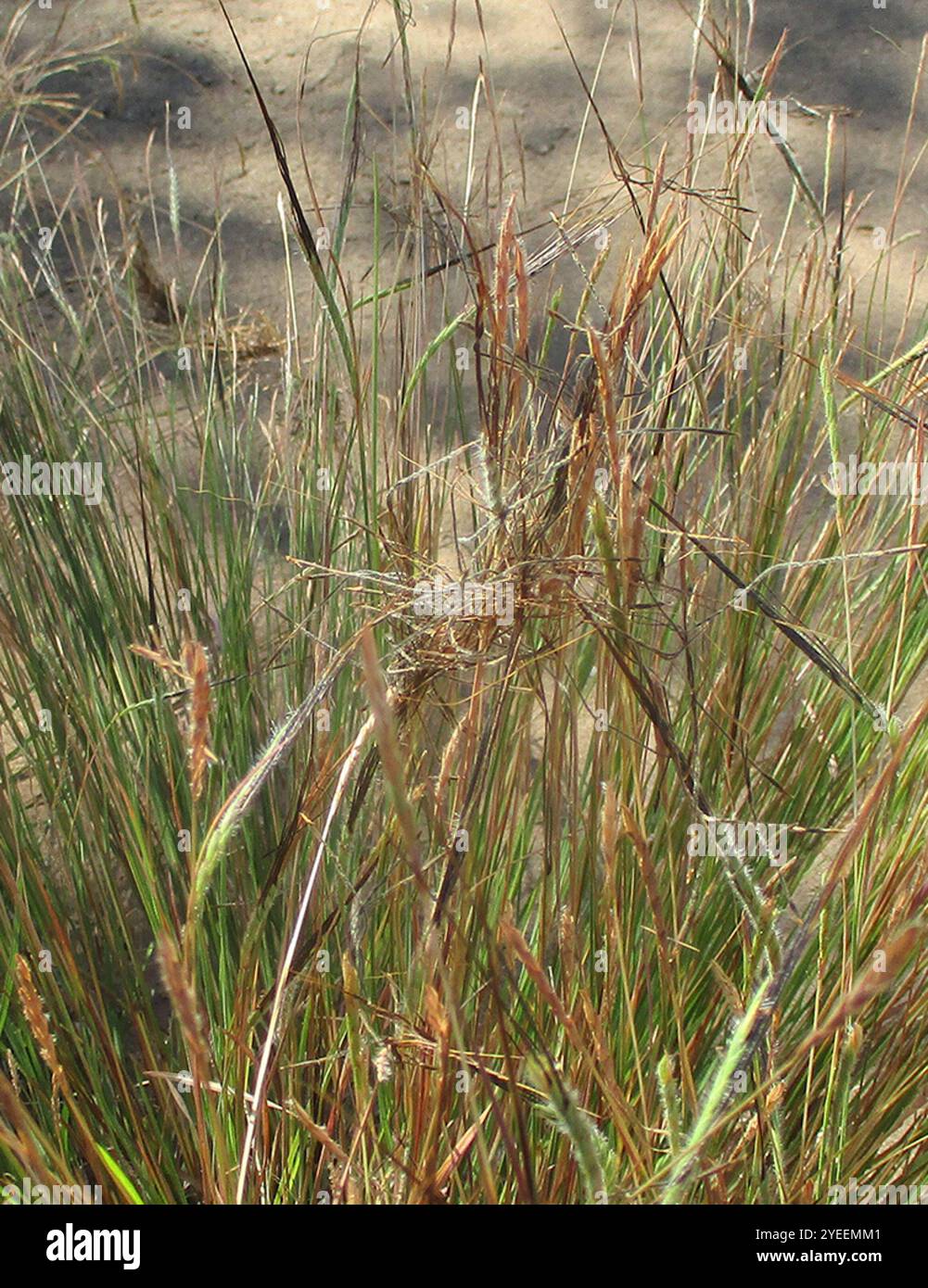 tanglehead (Heteropogon contortus Stock Photo - Alamy