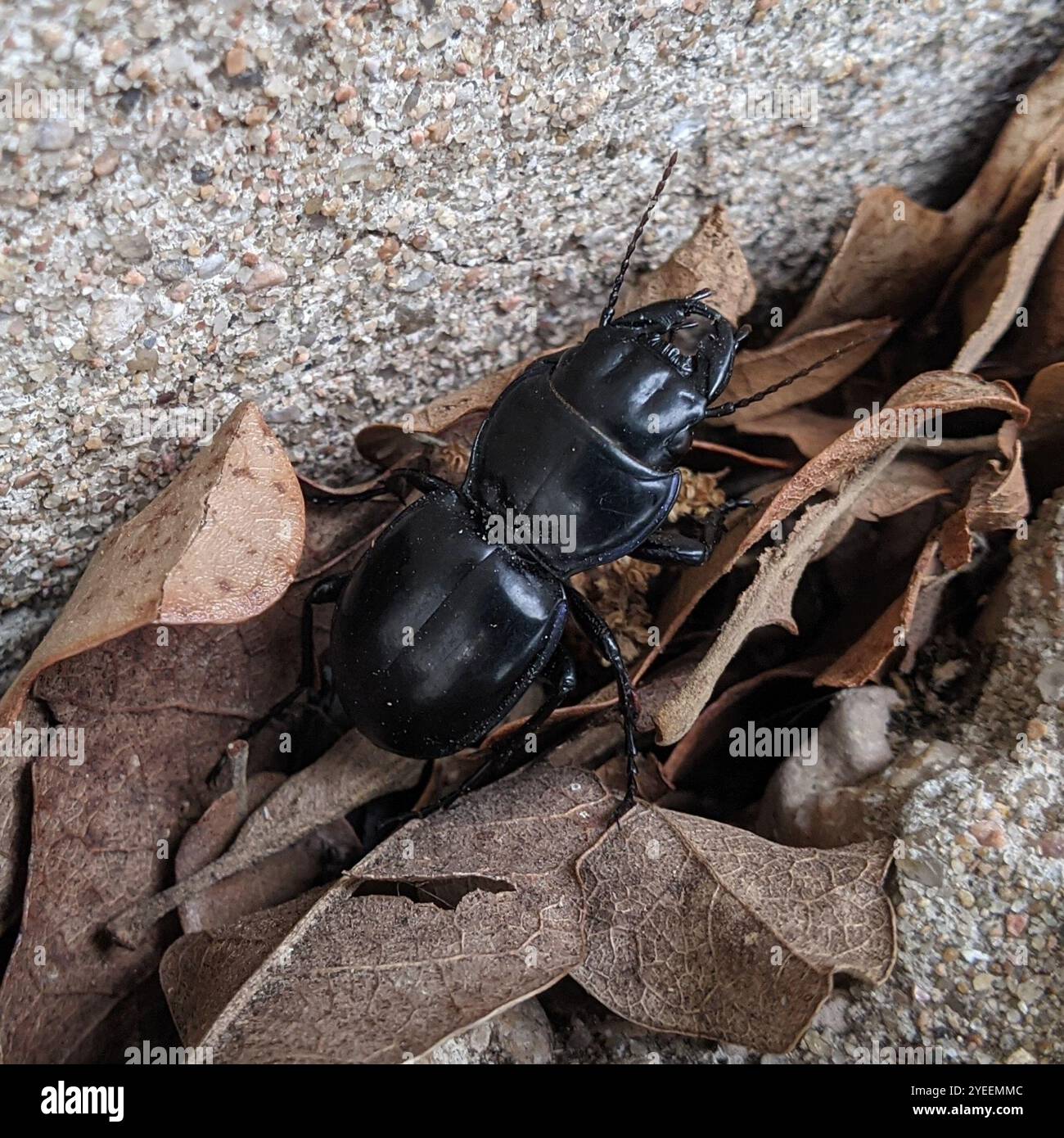 Warrior Beetles (Pasimachus Stock Photo - Alamy