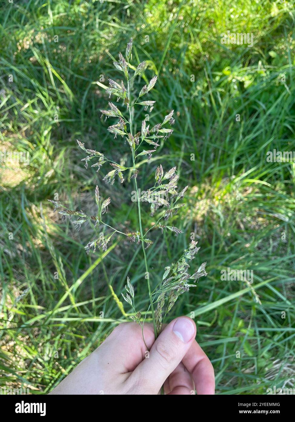 tall fescue (Lolium arundinaceum Stock Photo - Alamy