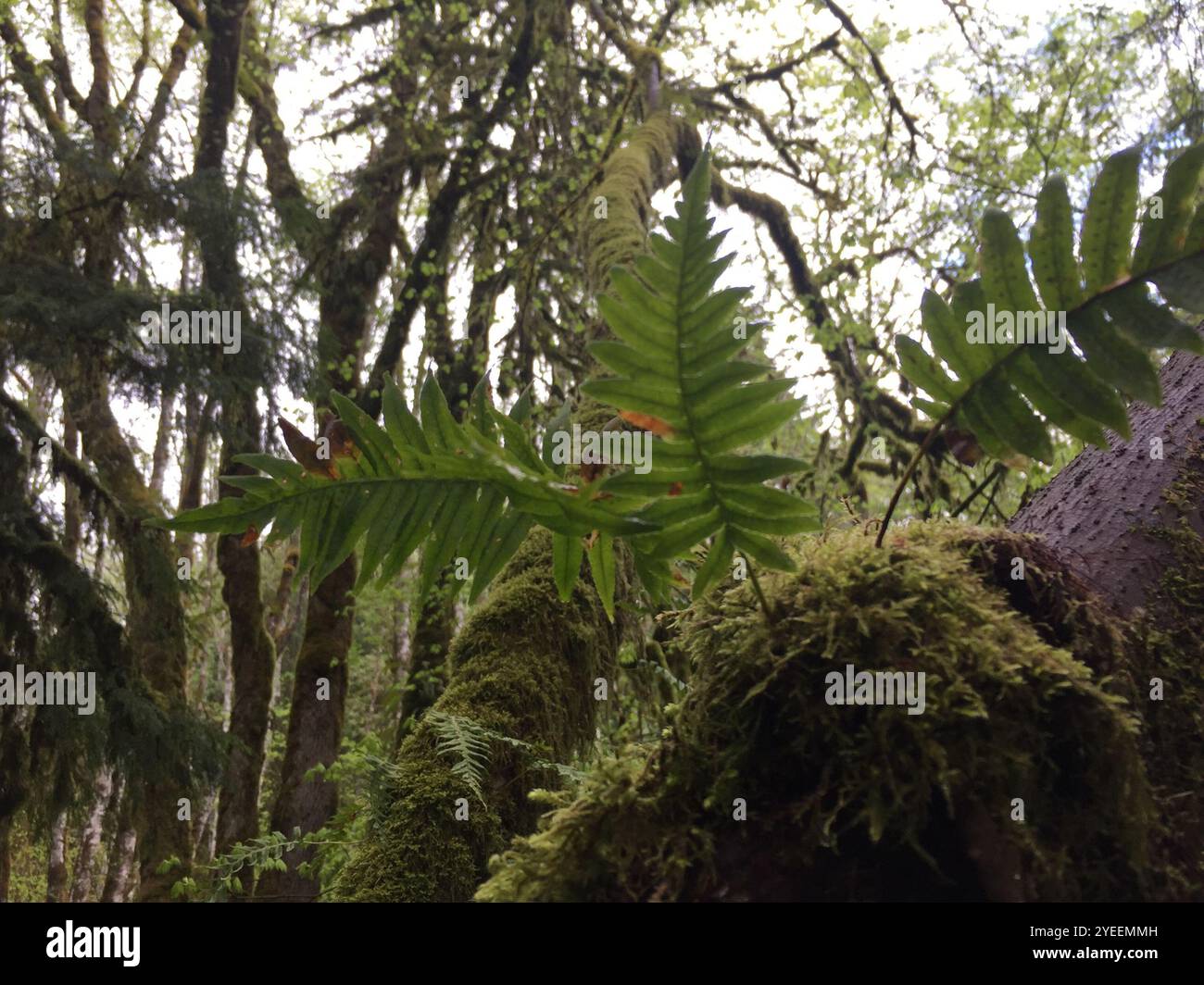 licorice fern (Polypodium glycyrrhiza Stock Photo - Alamy